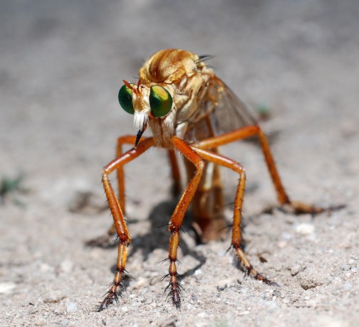 Robber Flies - Bandelier National Monument (U.S. National Park Service)