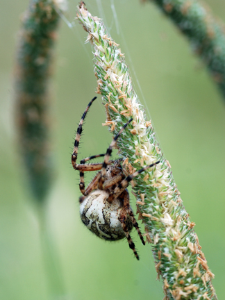 Identification of Bandelier Insects/Spiders - Bandelier National ...