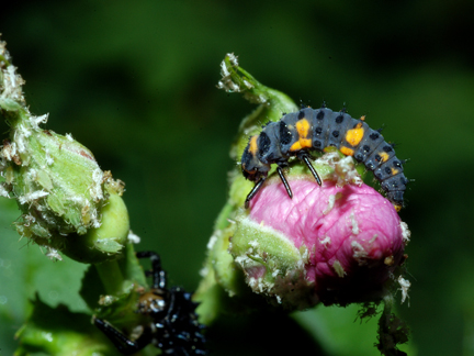 Ladybugs - Bandelier National Monument (U.S. National Park Service)