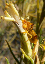 Ambush Bugs - Bandelier National Monument (U.S. National Park Service)