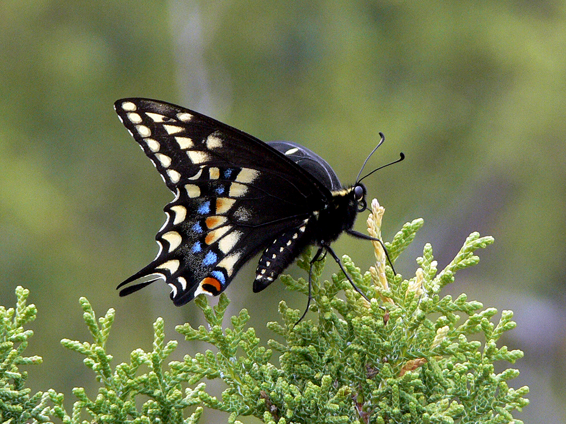 Identification of Common Butterflies - Bandelier National Monument (U.S ...