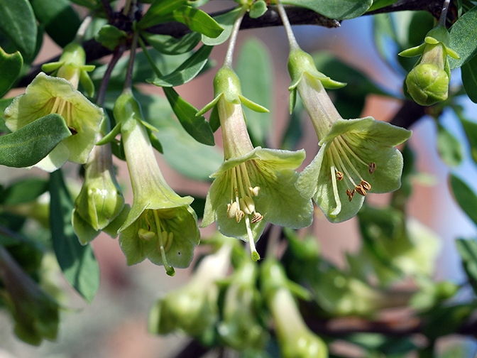 More White Flowers - Bandelier National Monument (U.S. National Park ...