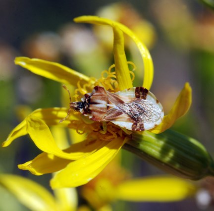 Ambush Bugs - Bandelier National Monument (U.S. National Park Service)