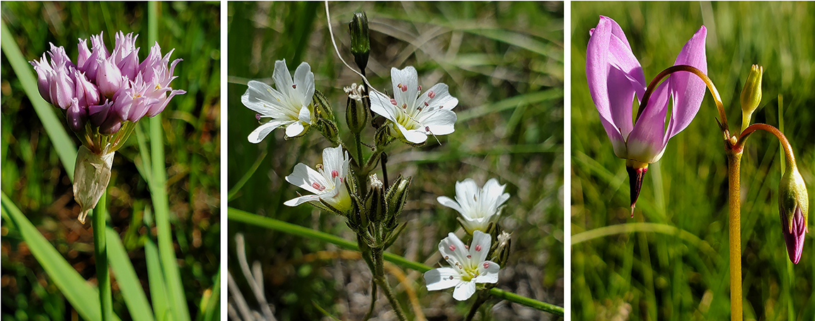 Mountain Flowers - Bandelier National Monument (U.S. National Park Service)