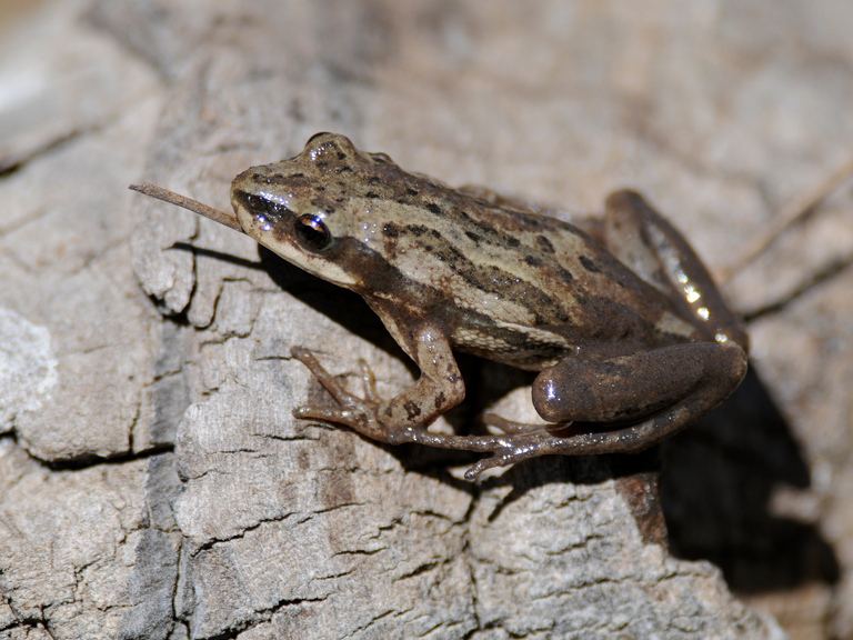 Amphibians - Bandelier National Monument (U.S. National Park Service)