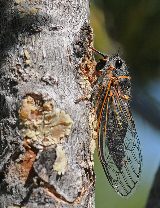 More Bandelier Insects/Spiders - Bandelier National Monument (U.S ...