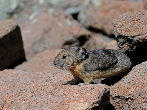 American Pikas - Bandelier National Monument (U.S. National Park Service)
