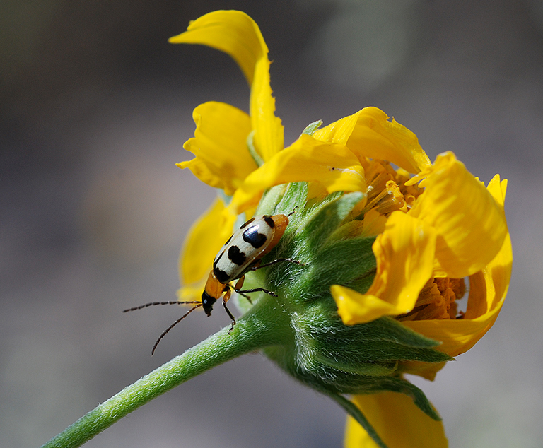 Still More Insects and Spiders - Bandelier National Monument (U.S ...