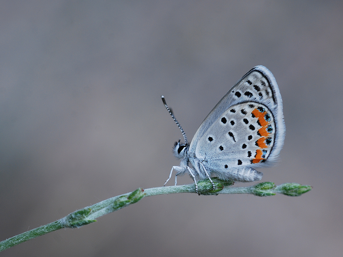 Identification of Common Butterflies - Bandelier National Monument (U.S ...