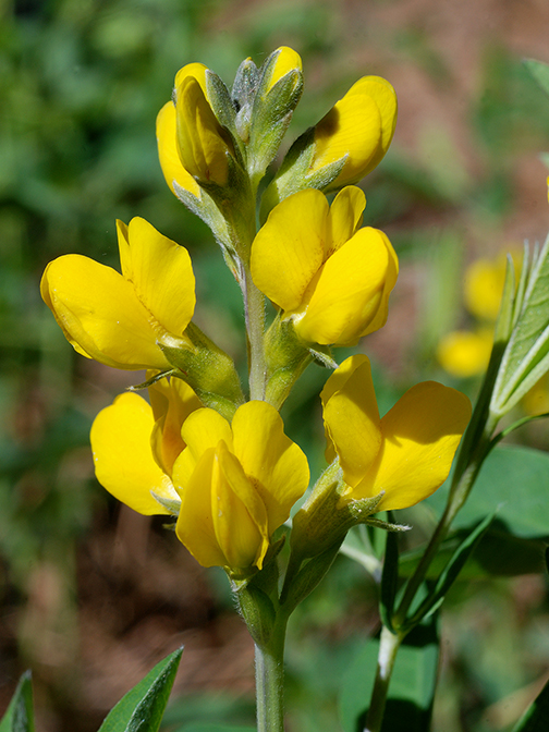 Yellow Flowers - Bandelier National Monument (U.S. National Park Service)