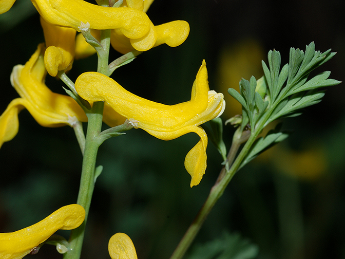 Yellow Flowers - Bandelier National Monument (U.S. National Park Service)