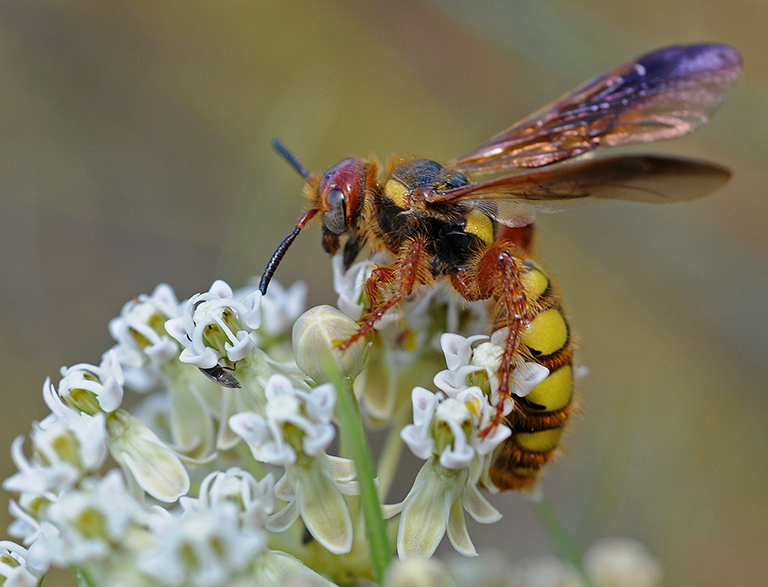 Still More Insects and Spiders - Bandelier National Monument (U.S ...
