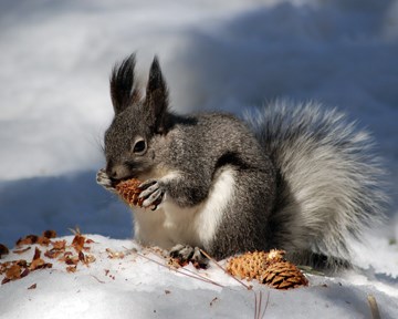 Abert's Squirrel - Bandelier National Monument (U.S. National Park Service)