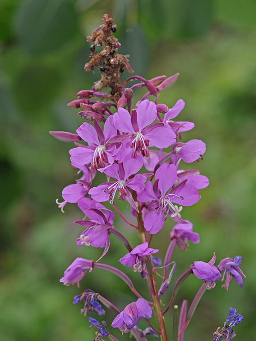 Even More Pink or Purple Flowers - Bandelier National Monument (U.S ...