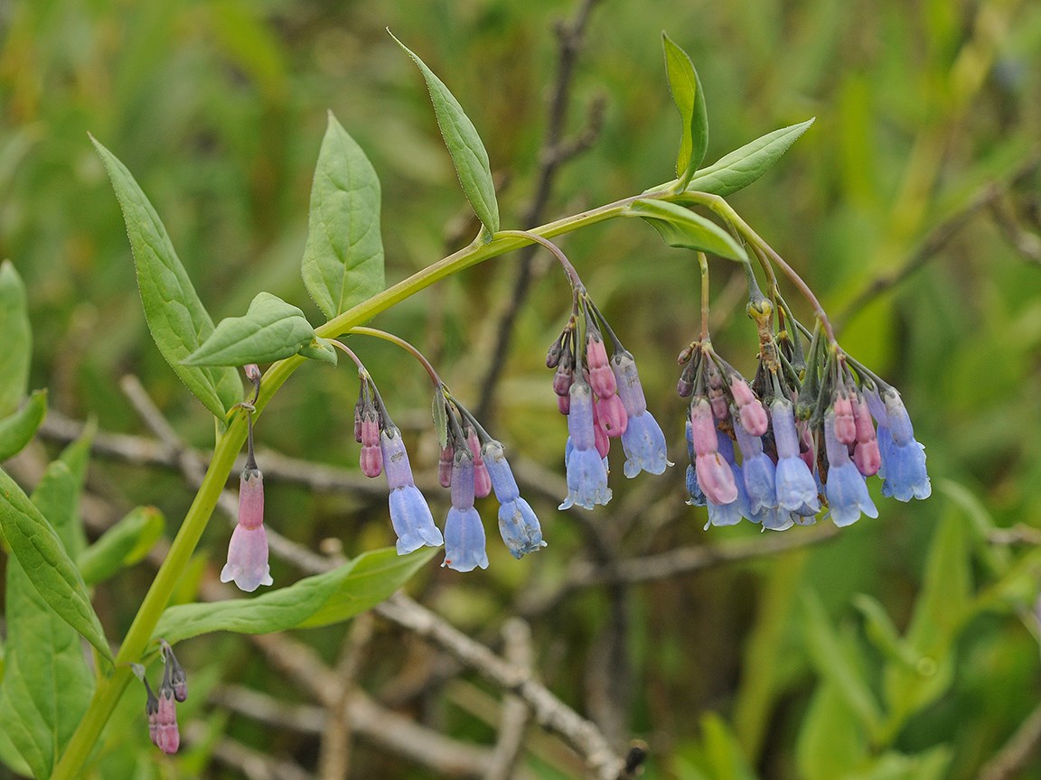 Wildflowers - Bandelier National Monument (U.S. National Park Service)