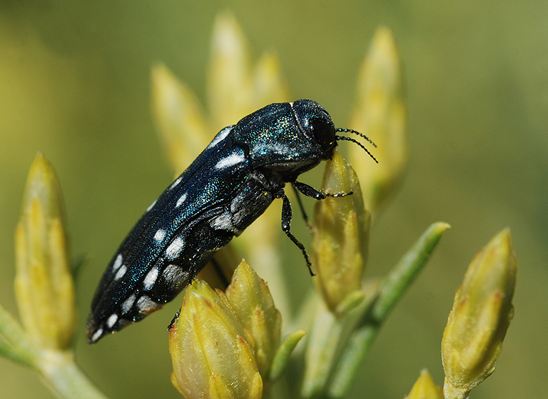 Still More Insects and Spiders - Bandelier National Monument (U.S ...