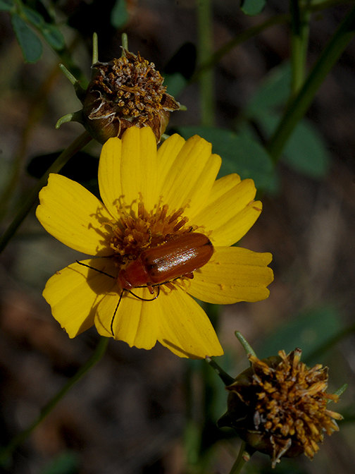 Yellow Flowers - Bandelier National Monument (U.S. National Park Service)