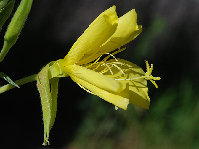 Yellow Flowers - Bandelier National Monument (U.S. National Park Service)