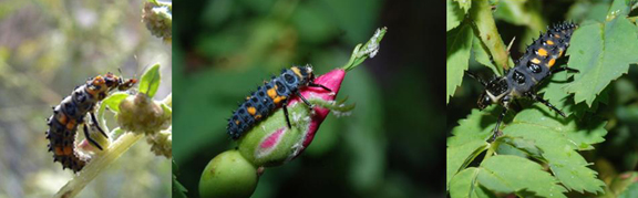 Ladybugs - Bandelier National Monument (U.S. National Park Service)