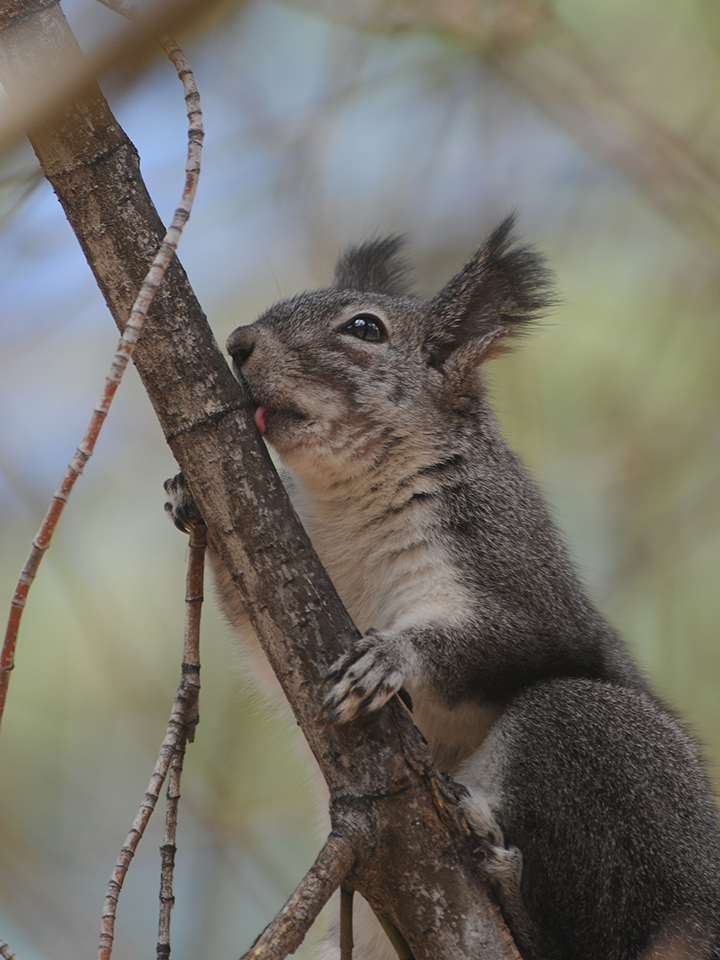 Abert's Squirrel - Bandelier National Monument (U.S. National Park Service)