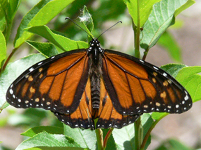 Identification of Common Butterflies - Bandelier National Monument (U.S ...