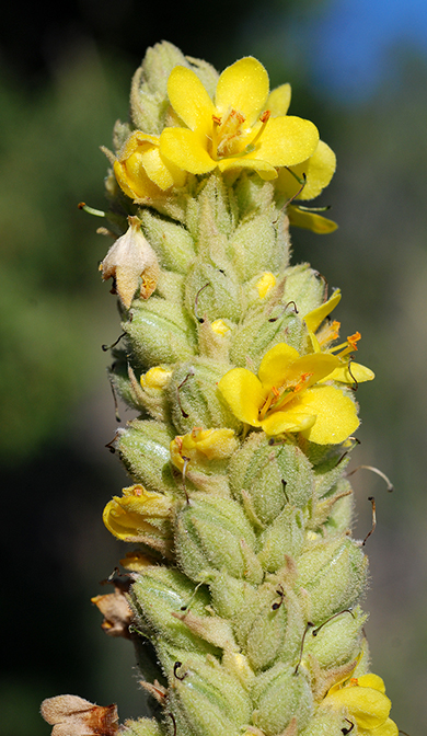 Yellow Flowers - Bandelier National Monument (U.S. National Park Service)