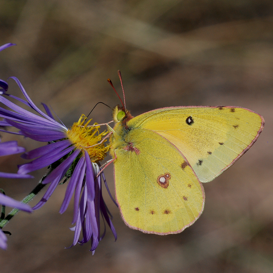 Identification of Common Butterflies - Bandelier National Monument (U.S ...