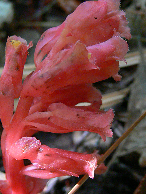 Red or Orange Flowers - Bandelier National Monument (U.S. National Park ...