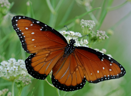 Identification of Common Butterflies - Bandelier National Monument (U.S ...