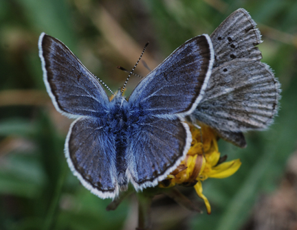 Identification of Common Butterflies - Bandelier National Monument (U.S ...