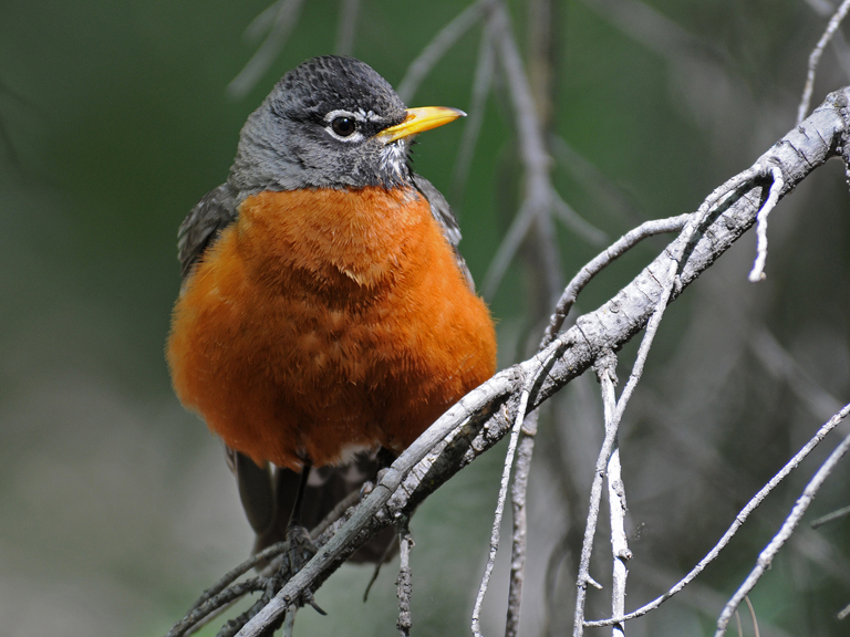 Year-round and Winter Birds - Bandelier National Monument (U.S ...