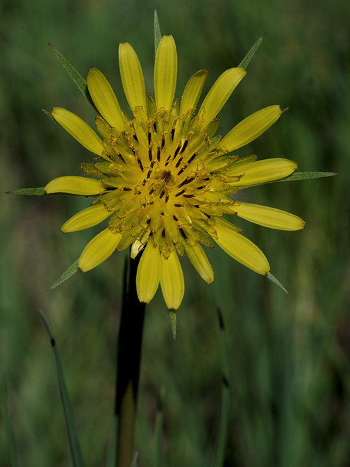 Yellow Flowers - Bandelier National Monument (U.S. National Park Service)