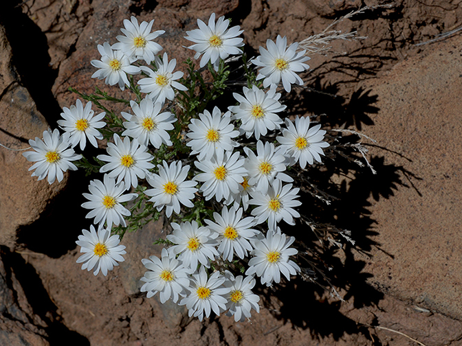 More White Flowers - Bandelier National Monument (U.S. National Park ...