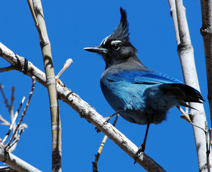 Year-round and Winter Birds - Bandelier National Monument (U.S ...