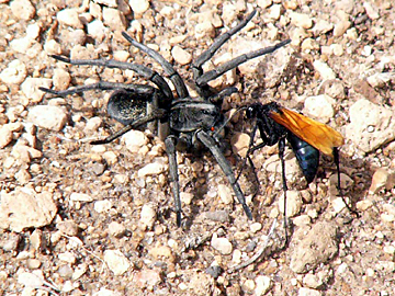 Tarantulas and Tarantula Hawks - Bandelier National Monument (U.S ...