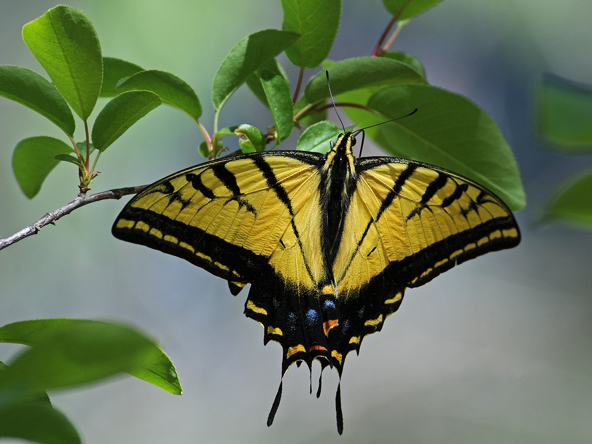 Identification of Common Butterflies - Bandelier National Monument (U.S ...