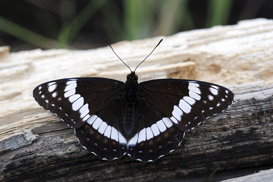 Identification of Common Butterflies - Bandelier National Monument (U.S ...
