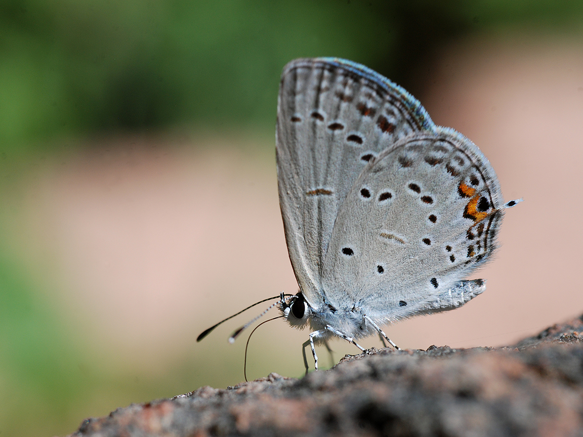 Identification of Common Butterflies - Bandelier National Monument (U.S ...