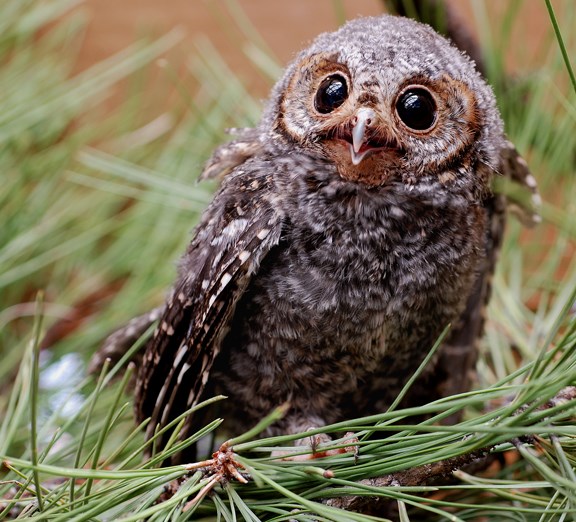 Flammulated Owl - Bandelier National Monument (U.S. National Park Service)