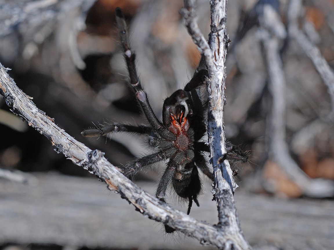 It's Tarantula Season Again - Bandelier National Monument (U.S ...