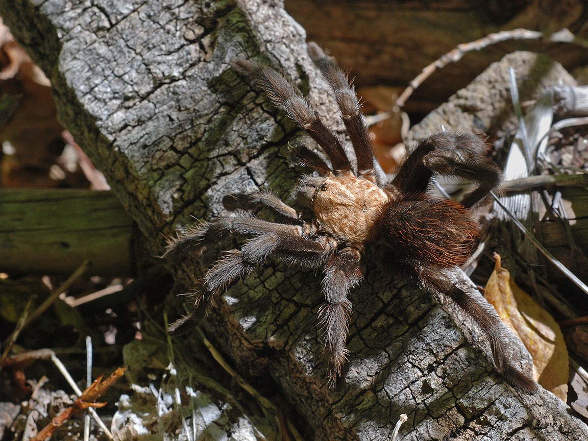 It's Tarantula Season Again - Bandelier National Monument (U.S ...