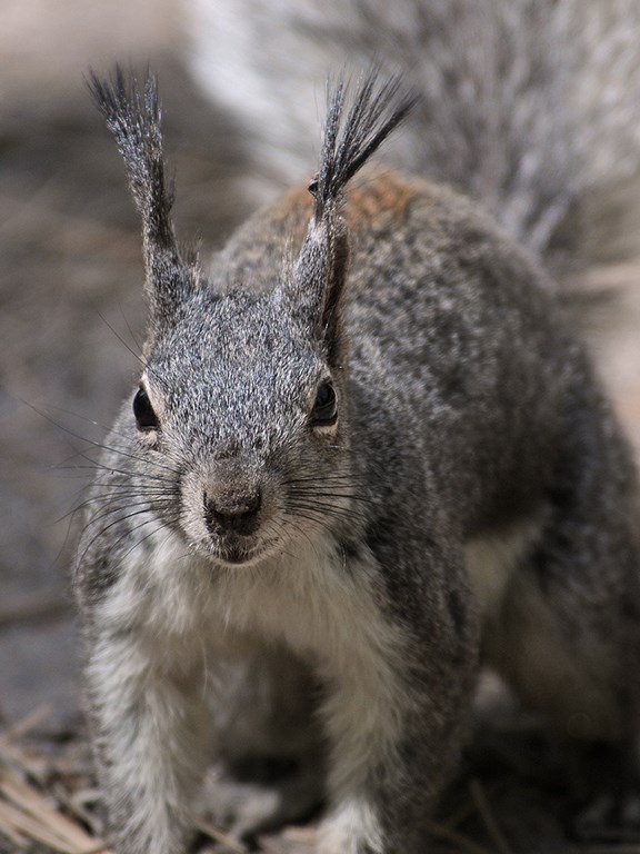 Wildlife Virtual Page - Bandelier National Monument (U.S. National Park ...