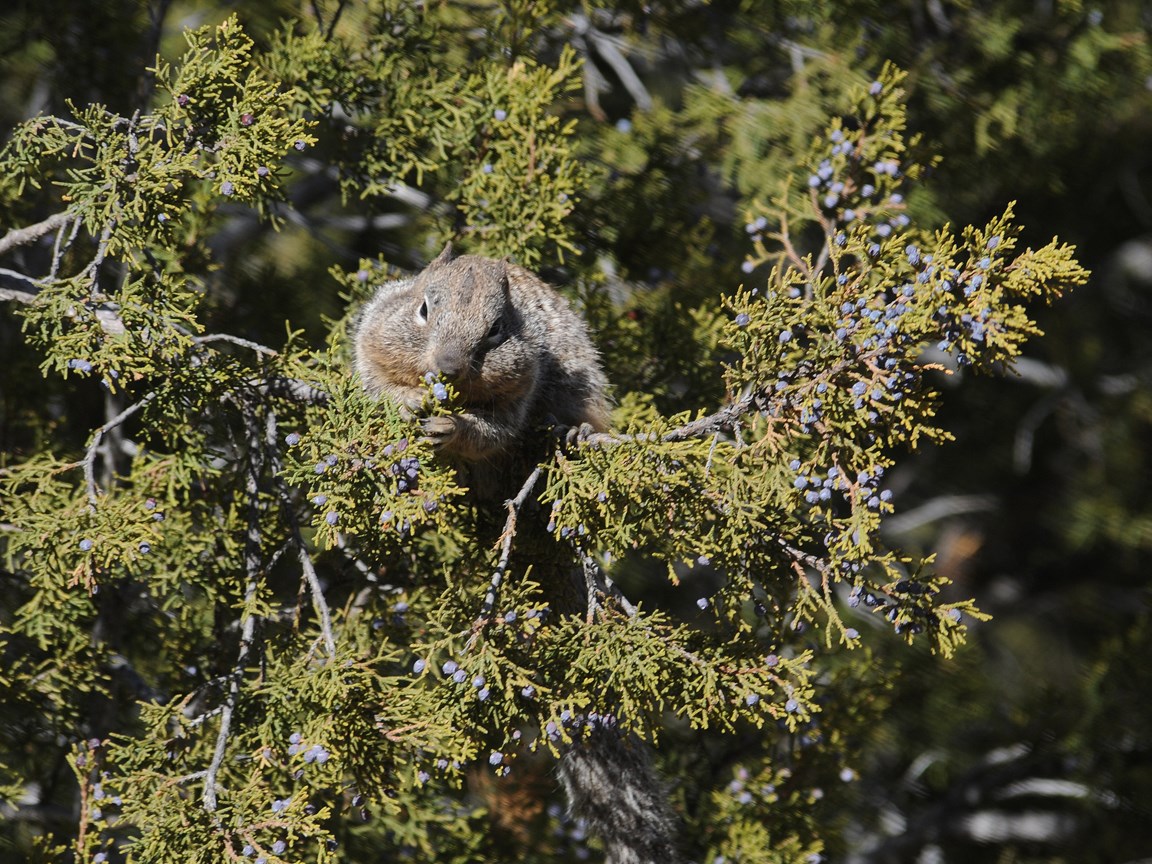 Tsankawi Trail Stop 2 - Bandelier National Monument (U.S. National Park ...