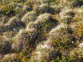 Grasses - Bering Land Bridge National Preserve (U.S. National Park Service)