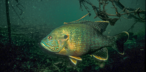 Fish Landing Page - Big Bend National Park (U.S. National Park Service)