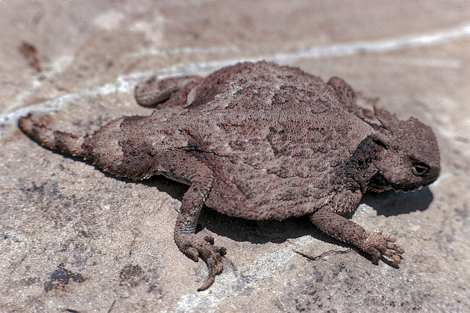 Lizards Landing Page - Big Bend National Park (U.S. National Park Service)