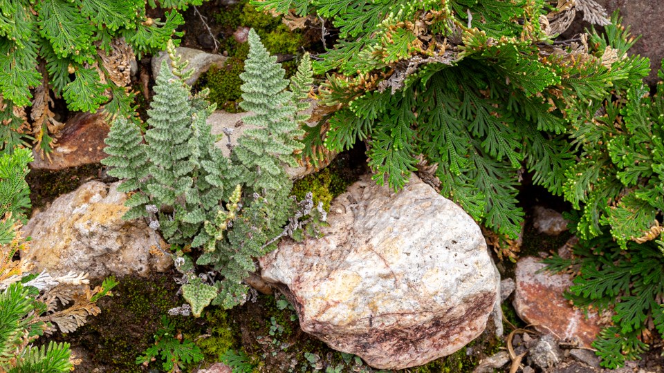 Desert Ferns - Big Bend National Park (U.S. National Park Service)