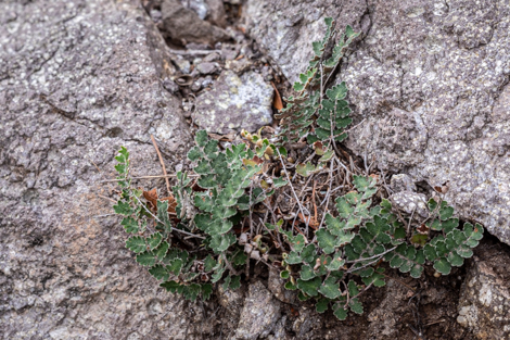 Desert Ferns - Big Bend National Park (U.S. National Park Service)