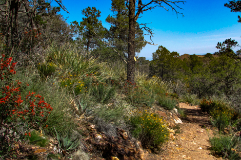 Ecosystems Landing Page - Big Bend National Park (U.S. National Park ...