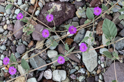 Desert Washes at Lower Burro Mesa - Big Bend National Park (U.S ...
